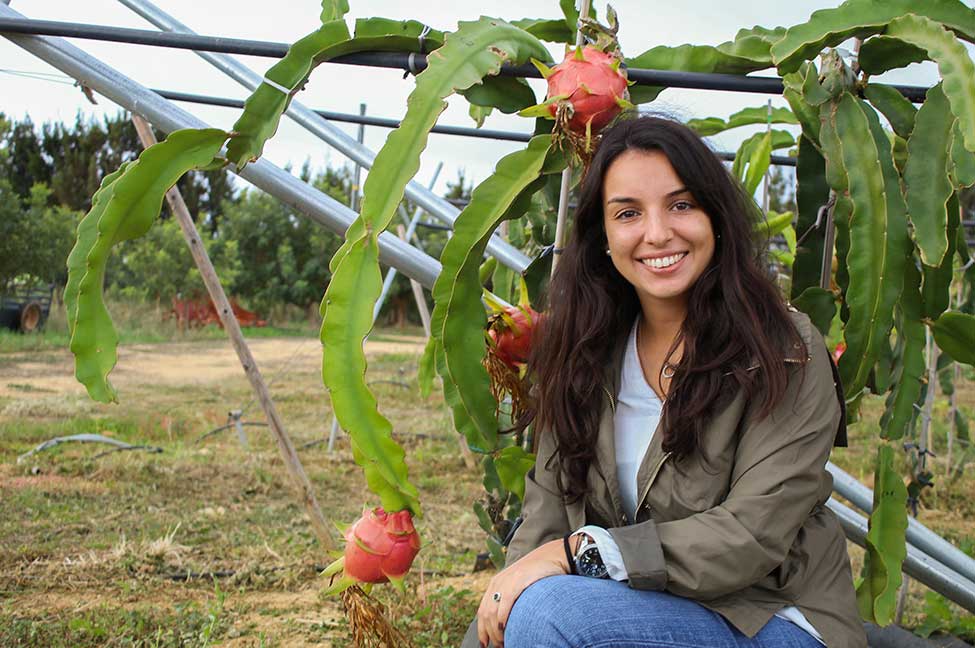 UAlg estuda a viabilidade da cultura de pitaia no Algarve