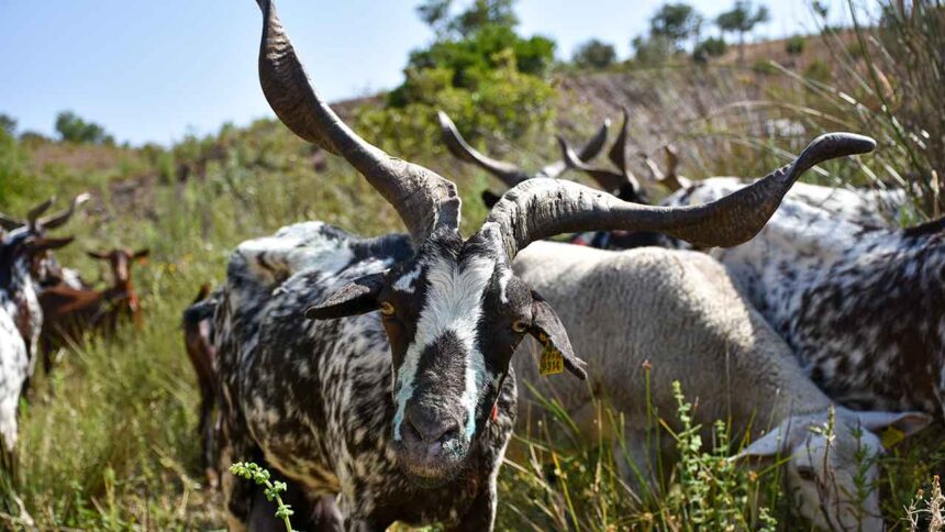 Terra de Maio volta ao Azinhal para promover a Cabra de Raça Algarvia