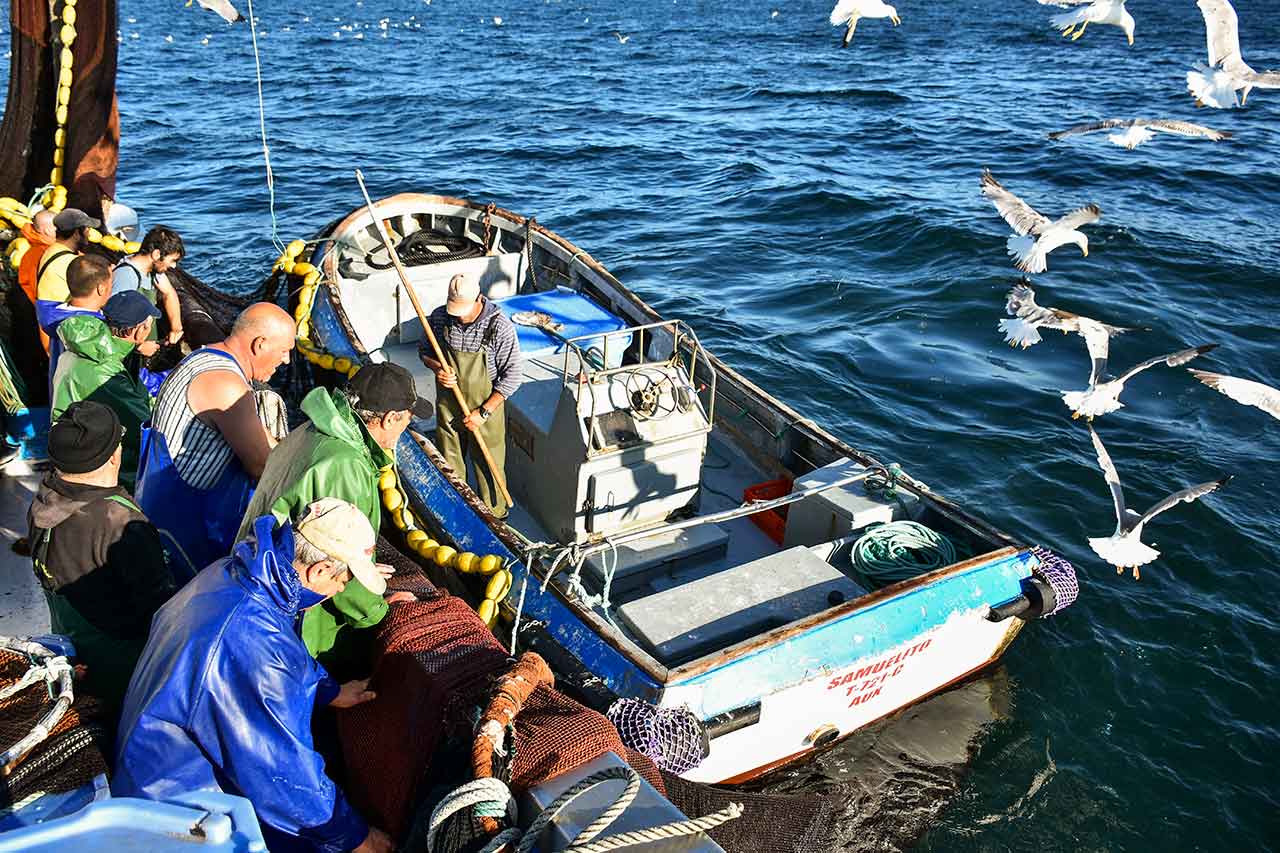 Pesca do carapau está proibida a partir de hoje