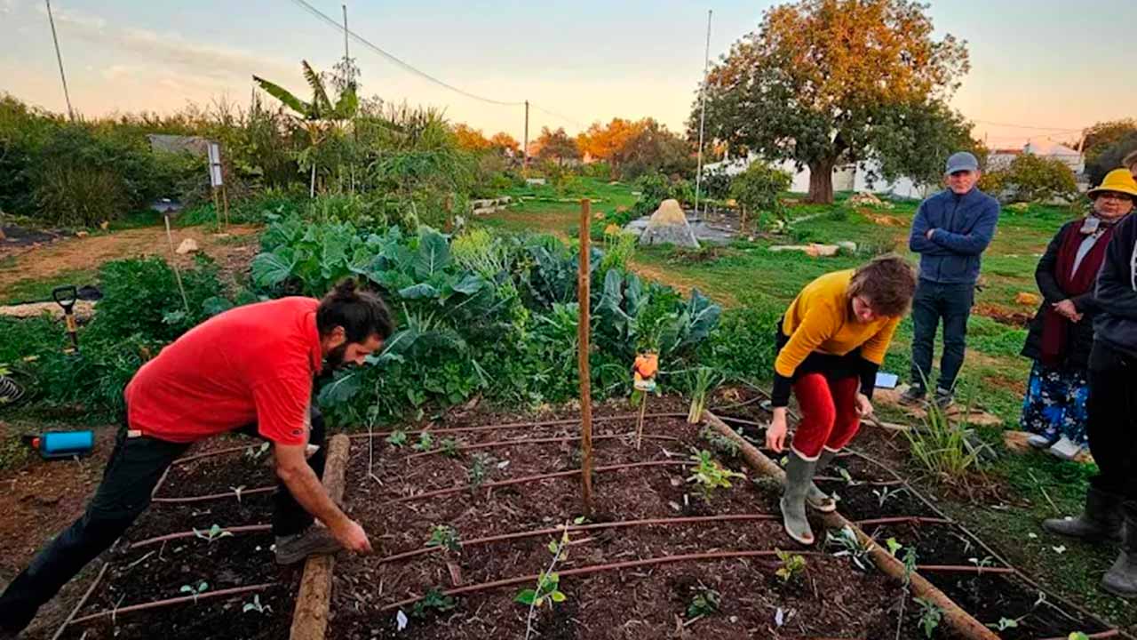 Projeto Biggest Mini Forest cria 37 miniflorestas comestíveis no Algarve