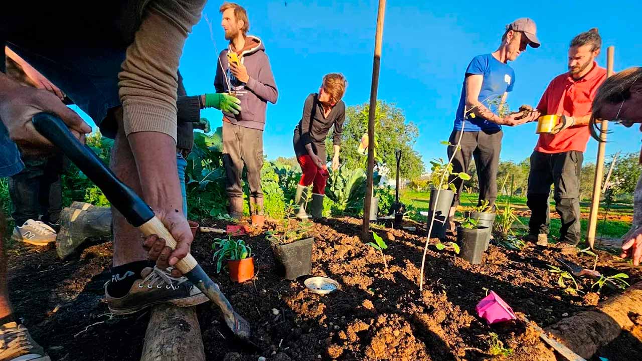 Projeto Biggest Mini Forest cria 37 miniflorestas comestíveis no Algarve