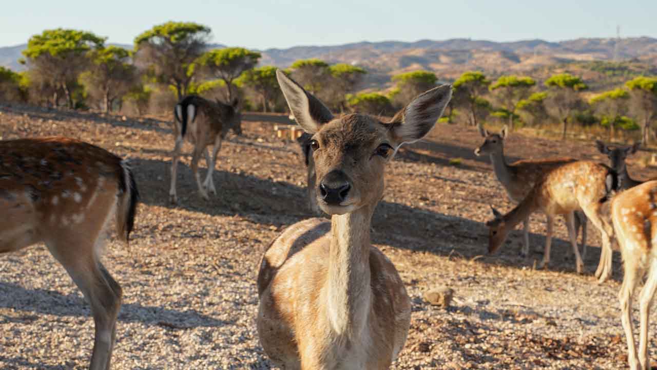 Há um santuário de gamos na Mata da Conceição de Tavira
