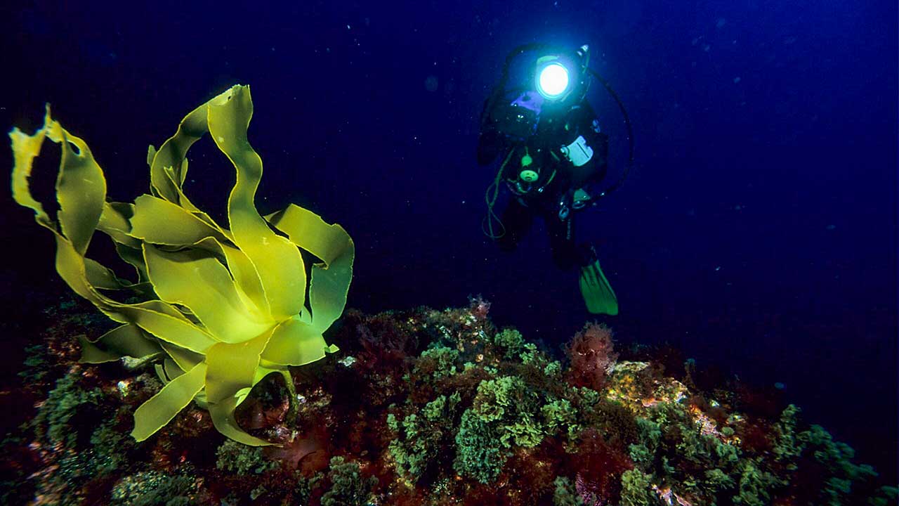Ministra do Ambiente anuncia nova área marinha protegida do Banco de ...