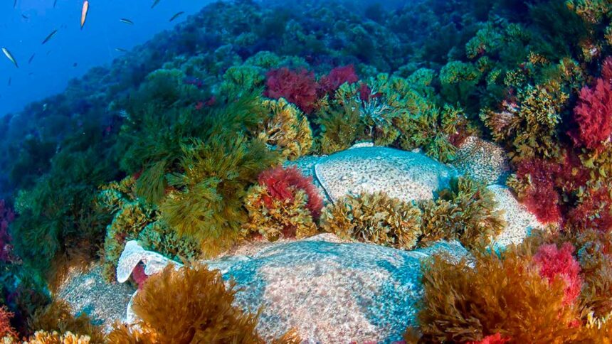 Portugal atinge 30% de área marinha protegida em 2026 com Banco de Gorringe